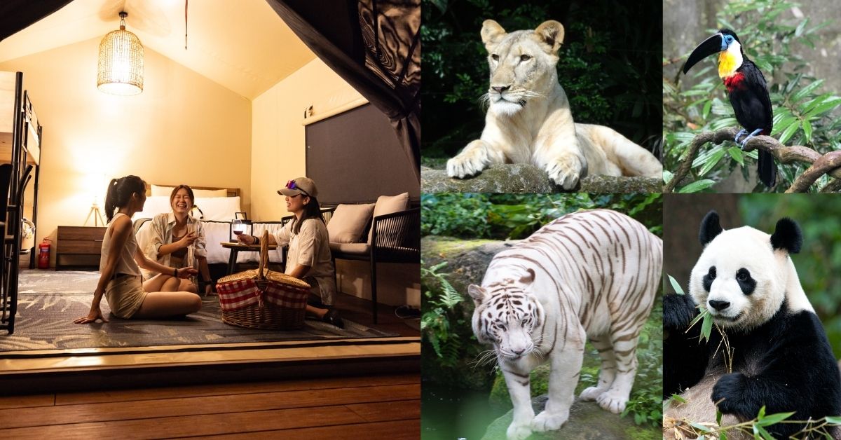 Colugo Camp Singapore Review: All-Inclusive Overnight Stay